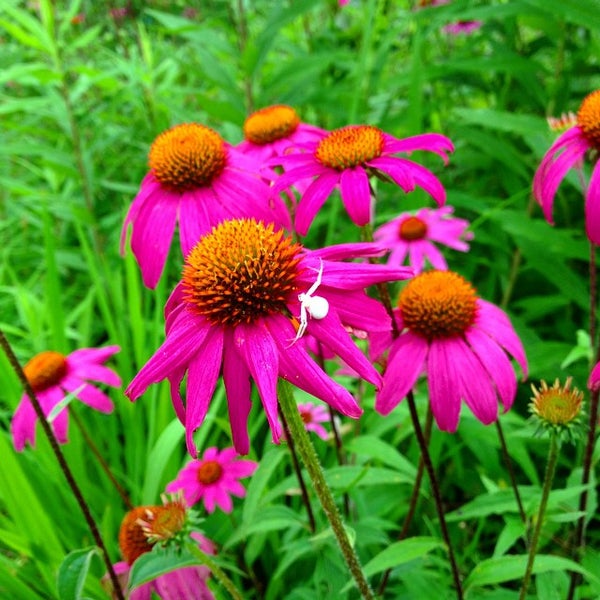 BREC Botanic Gardens - Mid City South - Baton Rouge, LA
