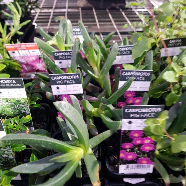 Native Pigface Bunnings Best Prices | dev-techtatva.manipal.edu