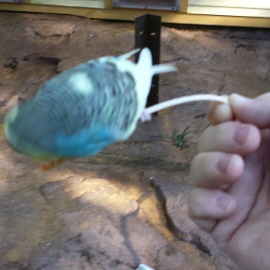 Parakeet Aviary - Zoo Exhibit in Grant Park