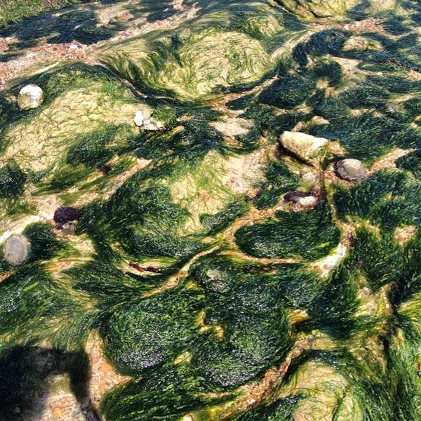 Ringwould - Kent, Kent