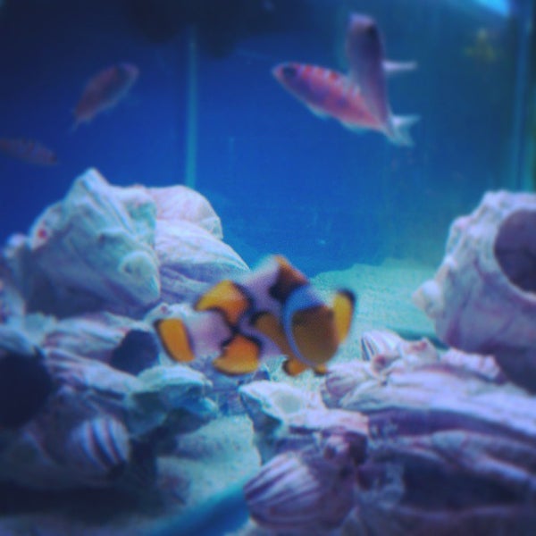 Simpsons Garden Centre Fish Tanks | Fasci Garden