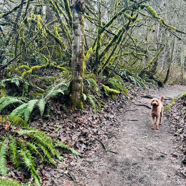 Red Town Trailhead - Hiking Trail in Bellevue