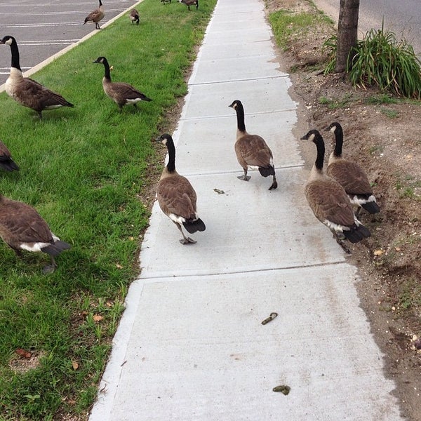 Photos at Cantiague Park Ice Rink - Skating Rink