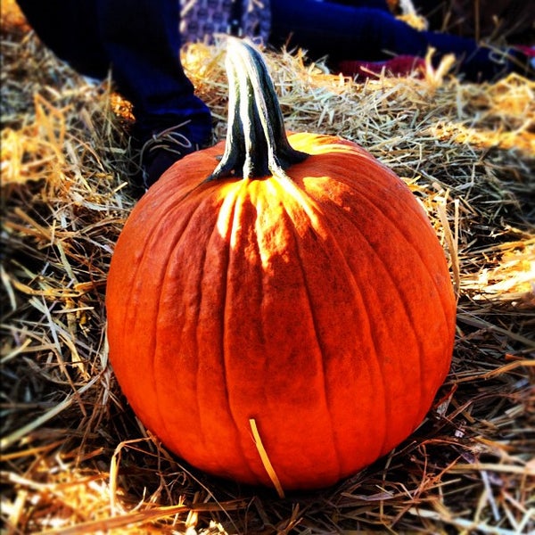 Homestead Farm - Farm