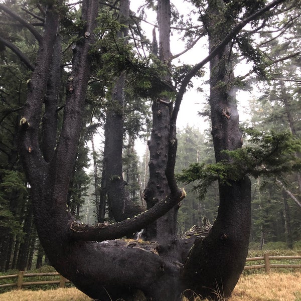 Photos at Octopus Tree - Cape Meares Lighthouse Dr