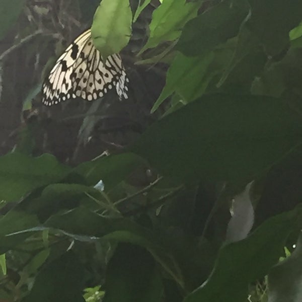 Photos at Vlindertuin - Zoo Exhibit in Antwerpen