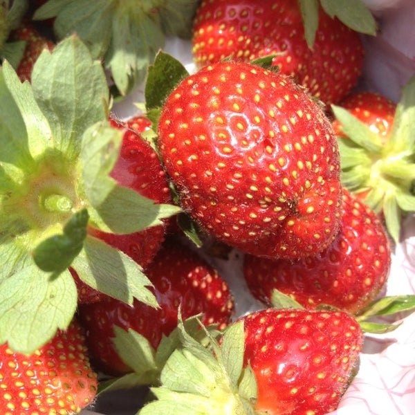 Photos at Efurd's Peach Orchard - 3 tips from 90 visitors