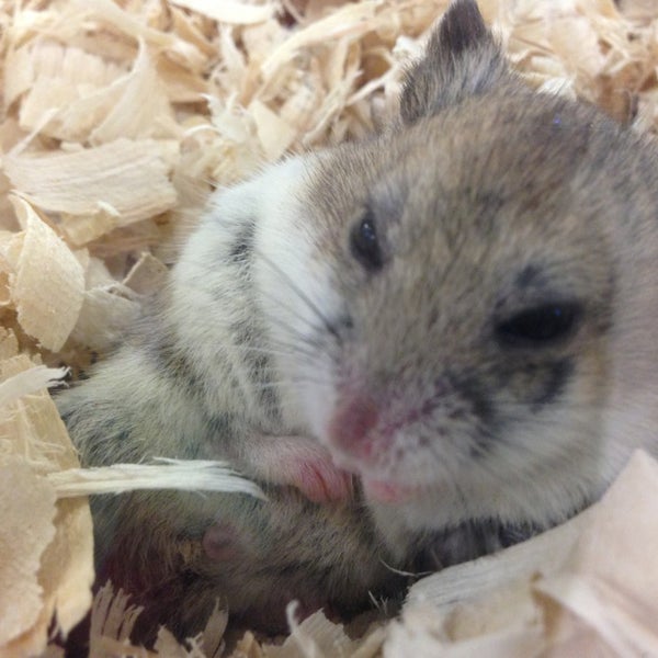 PetSmart - Clearwater, FL