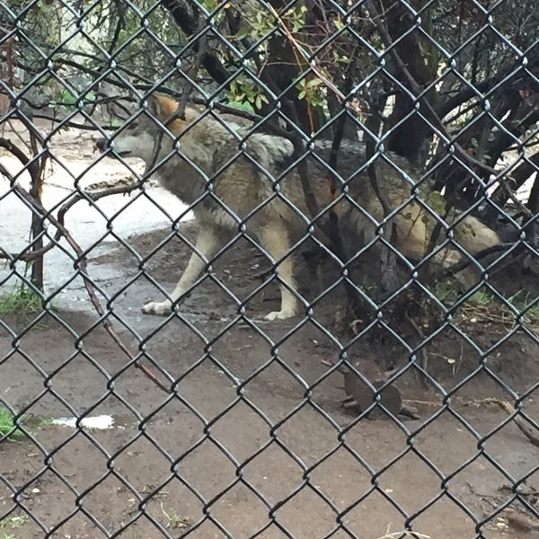 California Wolf Center - Non-Profit Organization