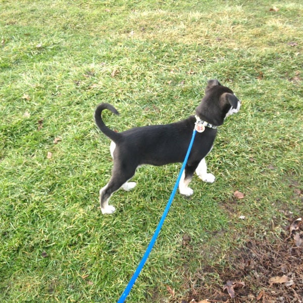 Digging Dogs - Dog Park