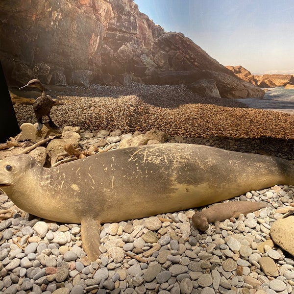 Μουσείο Φυσικής Ιστορίας Κρήτης (Natural History Museum of Crete ...