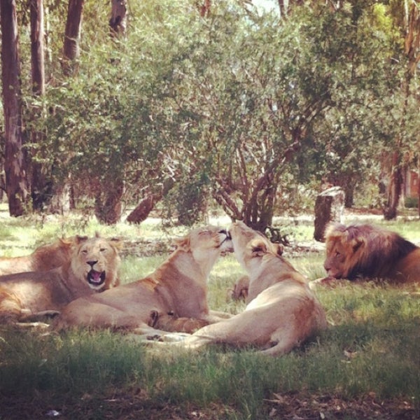 Anglogold Lion Enclosure - Randburg, IGauteng