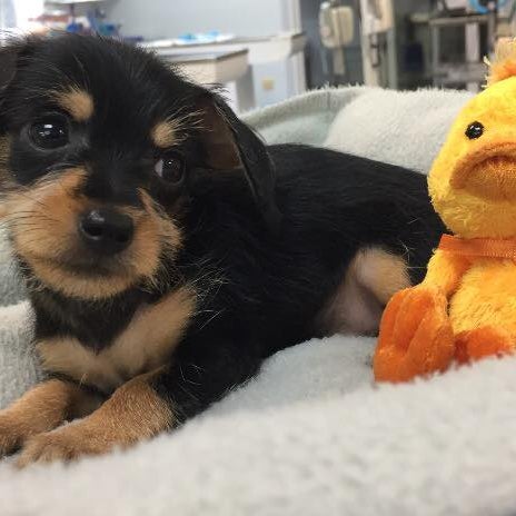 Lockridge Animal Hospital - Manchester, NH