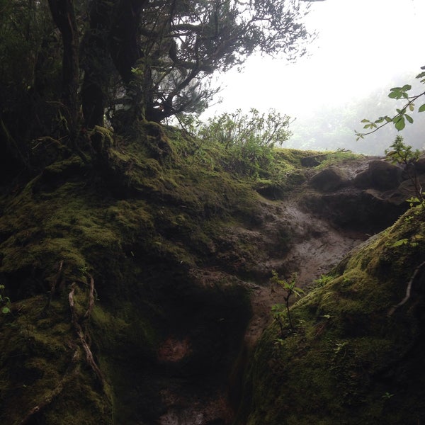 parque nacional de anaga - Forest