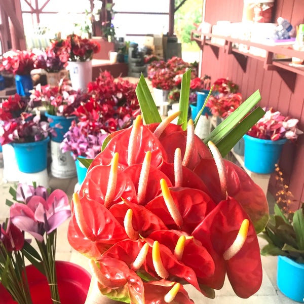 Nita's Anthurium Farm, Hilo, Hawaii U.S.A - Mountain View, HI