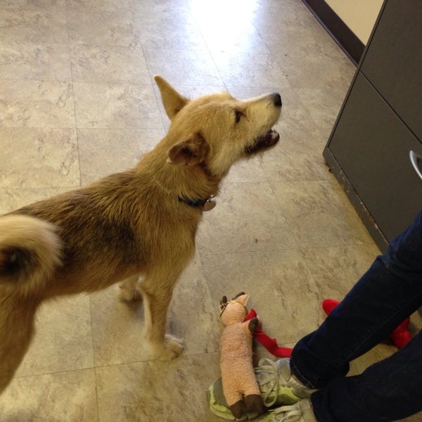 Chicago Canine Rescue - Jefferson Park - Chicago, IL