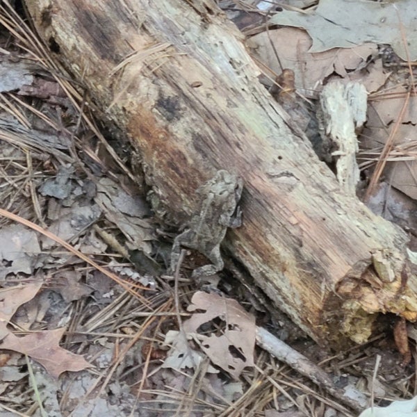 Stumpy Lake Nature Trail - Kempsville - Unnamed Rd