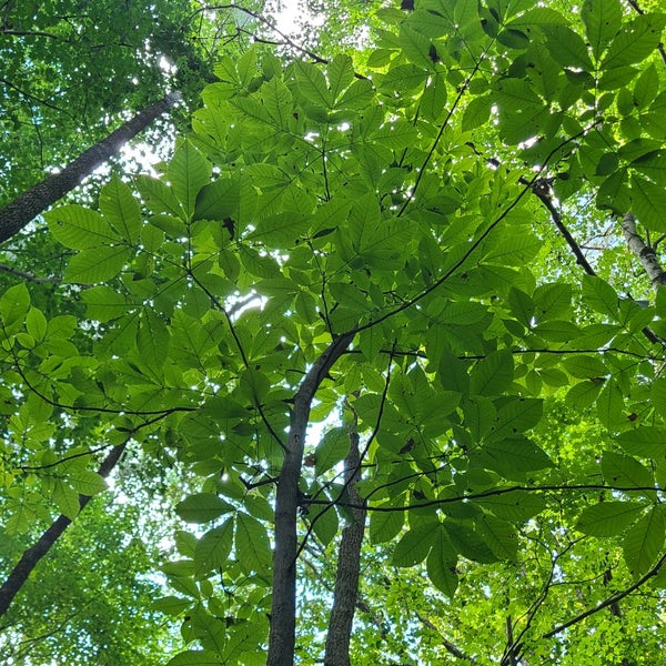 Stumpy Lake Nature Trail Kempsville Unnamed Rd