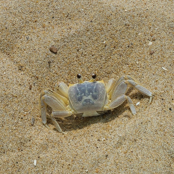 Photos at Dam Neck Beach - Naval Air Station Oceana Dam Neck Annex ...