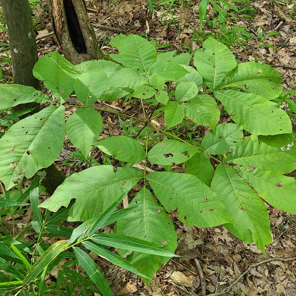 Stumpy Lake Nature Trail - Kempsville - Unnamed Rd