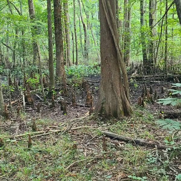 Stumpy Lake Nature Trail - Kempsville - Unnamed Rd
