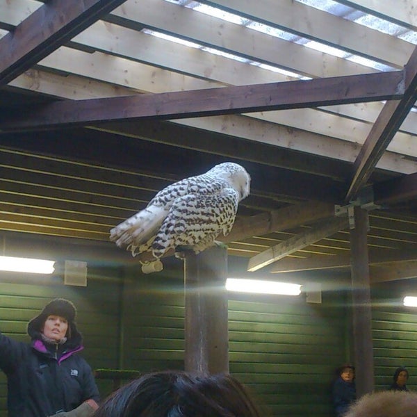 Scottish Owl Centre - Other Great Outdoors in Whitburn