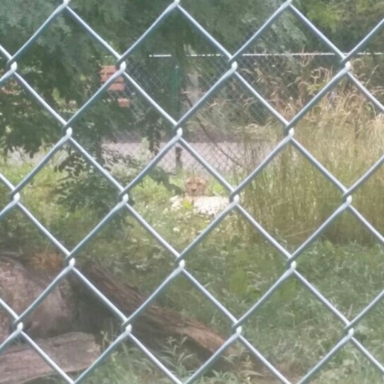 Cheetah Exhibit - Zoo Exhibit in Old Brooklyn