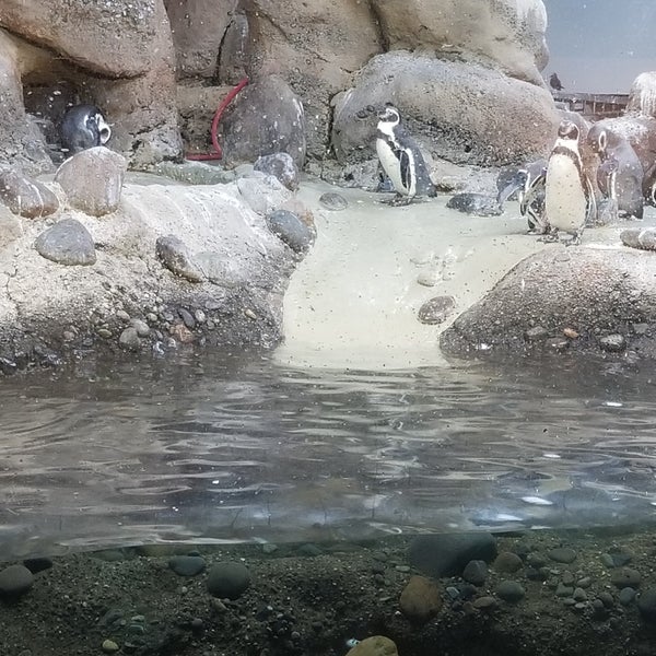 Penguin Exhibit - Portland, OR