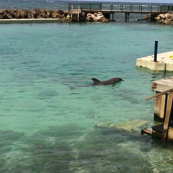 Dolphin Cove - Belmont Rd.