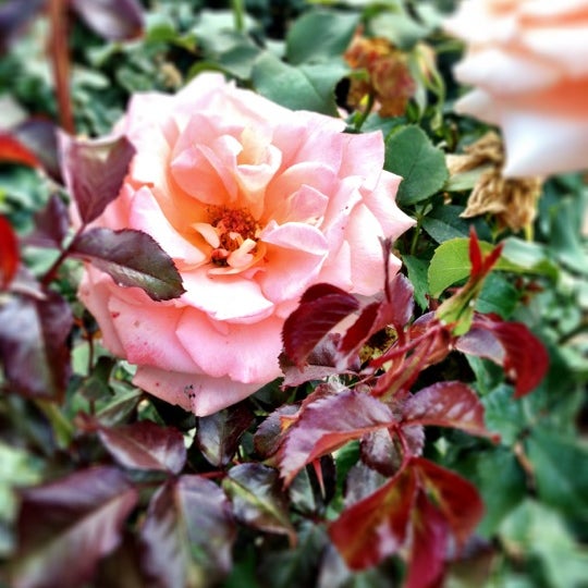 Rose Garden - Des Moines, IA