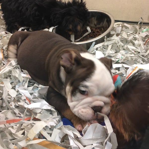 California Pets - Pet Supplies Store