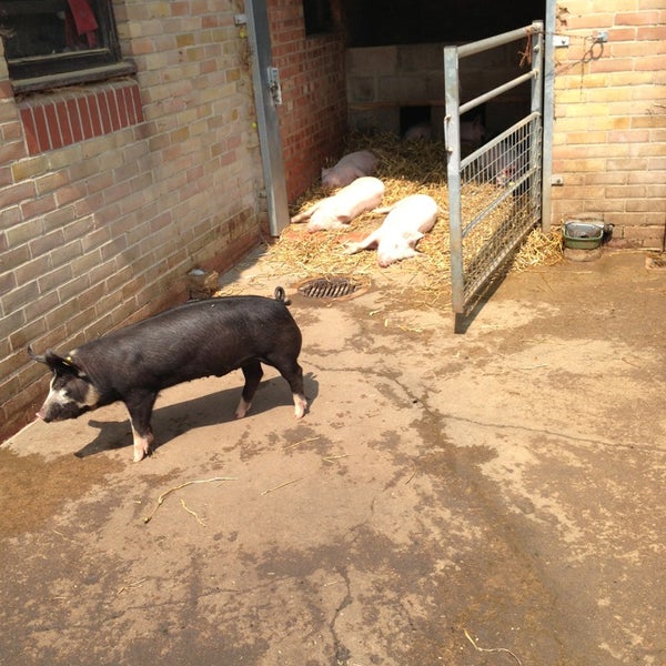 Newham City Farm - Farm in London