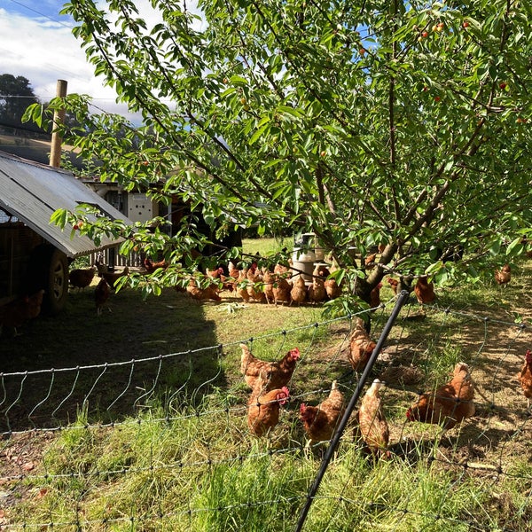 Ripe N Ready Cherry Farm - 3 tips