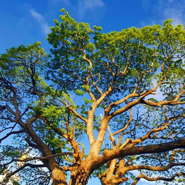 Chaandhanee Magu - 4 tips