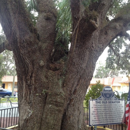 Photos at The Old Senator Tree - Tree