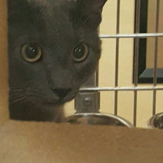 Photos at PetSmart - Brea, CA