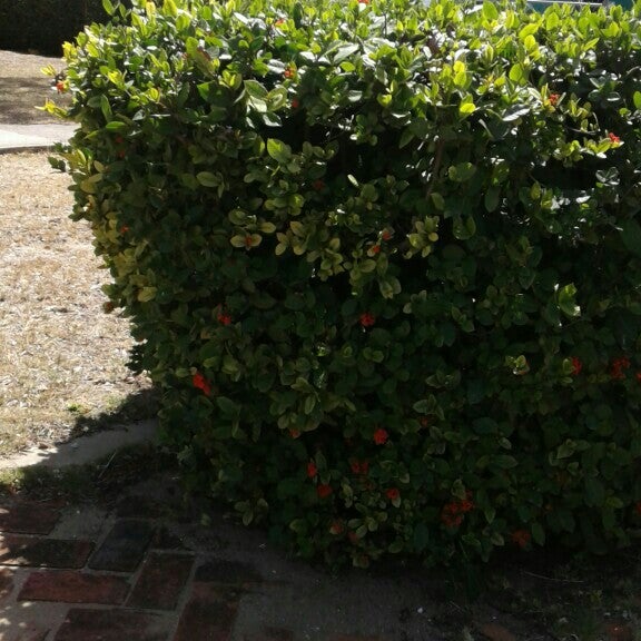 King George V Memorial Park - Jezreel