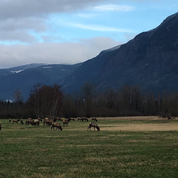 Elk Fields - Field in North Bend