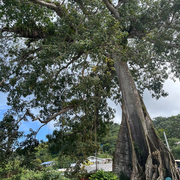 Castara Beach - Beach in Castara