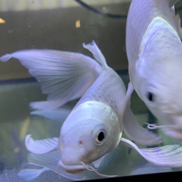 Photos at Kerry Parkside (浦东嘉里城) - Shopping Mall