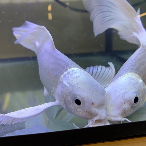 Photos at Kerry Parkside (浦东嘉里城) - Shopping Mall