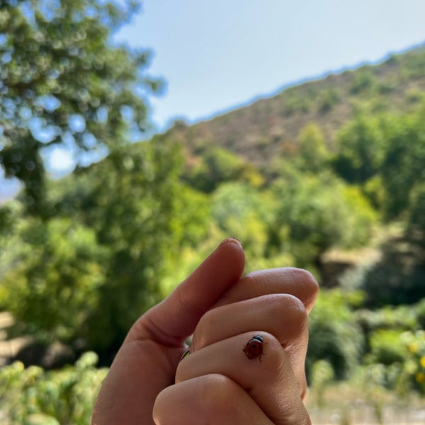 Arasbaran Uskulu Forests | جنگلهای ارسبارن روستای اسکلو - Kaleybar ...