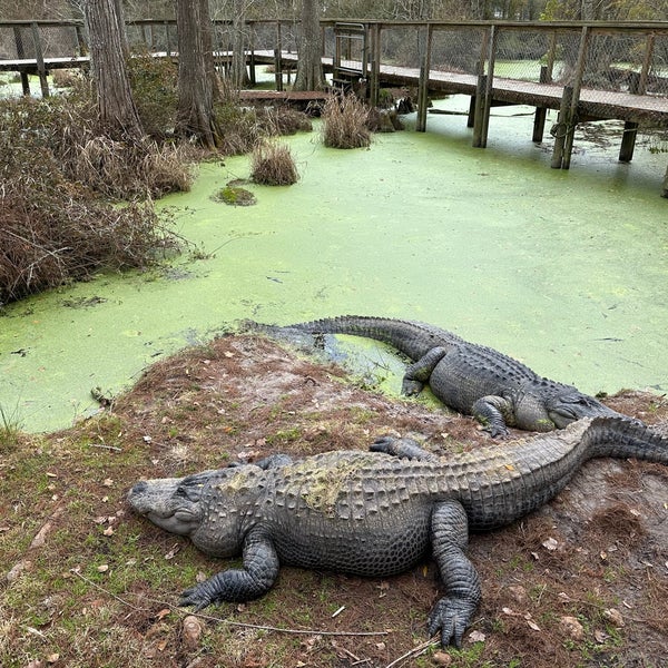 Alligator Alley - 19950 County Road 71