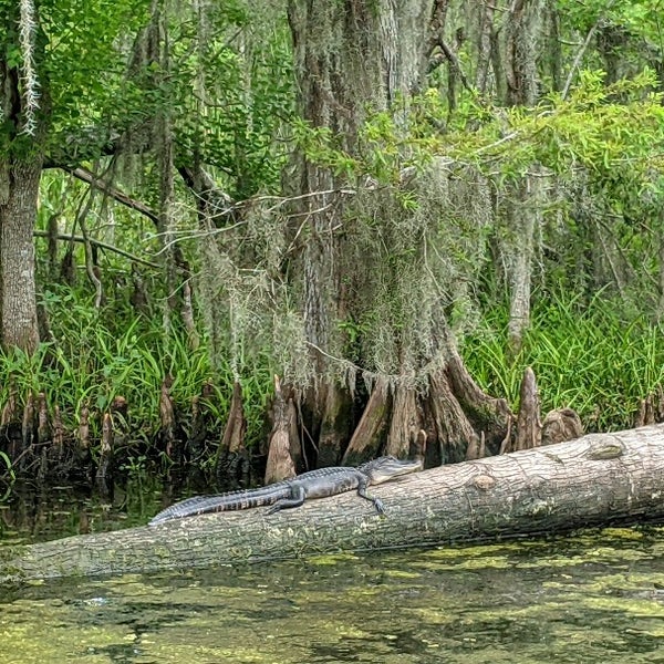 Bayou Segnette State Park - State / Provincial Park in Westwego