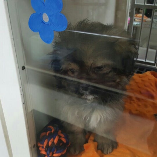 Mini Critters - 3509 W 49th St