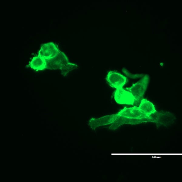 Dainton Building - University of Sheffield - College Science Building