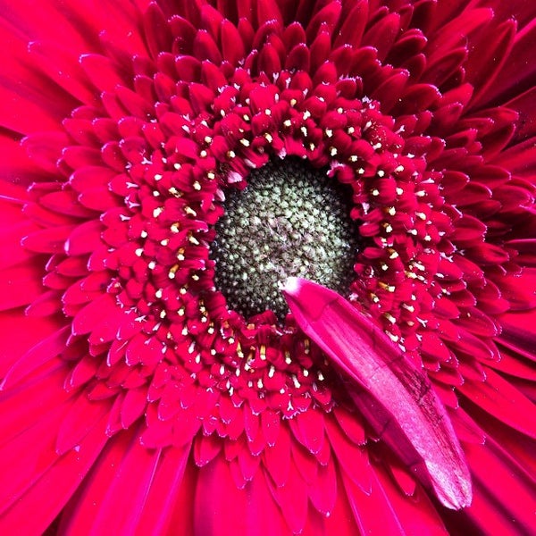 Toscano's - Kew, VIC