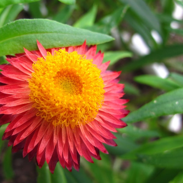 El Jardín de Mimí - Garden Center in Guanajuato
