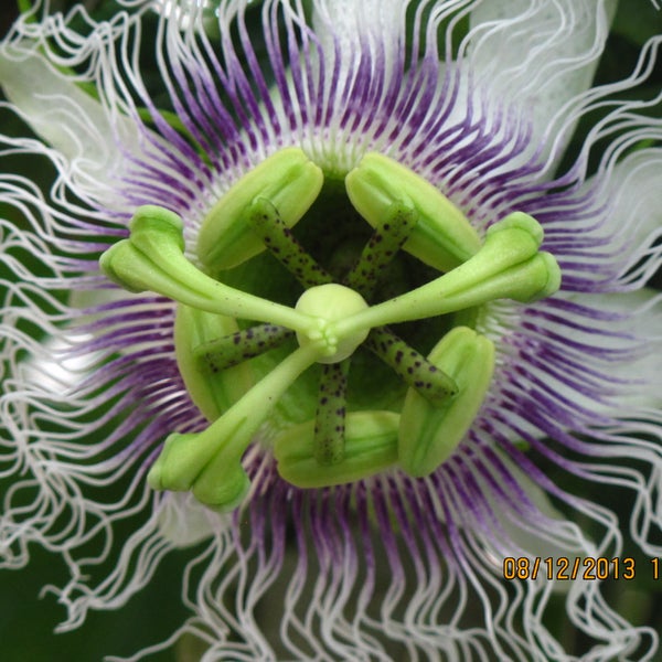 El Jardín de Mimí - Garden Center in Guanajuato