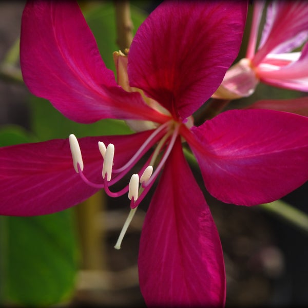 El Jardín de Mimí - Garden Center in Guanajuato